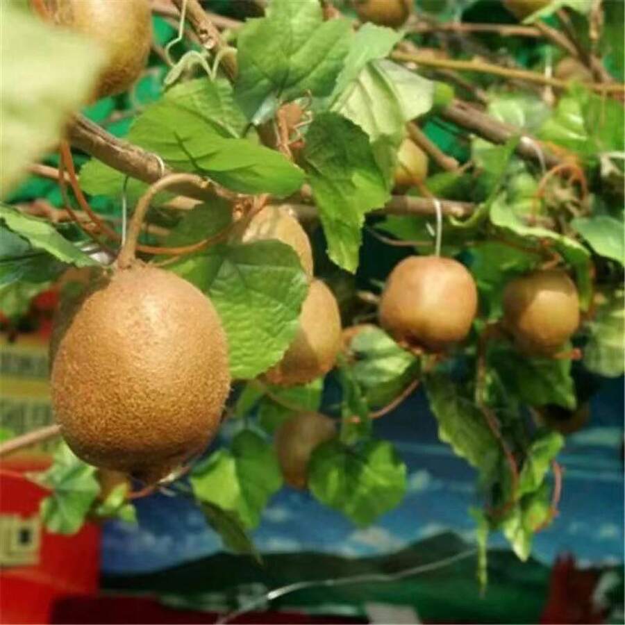 100 Kiwi Seeds Homegrown Edible Fruit Gardens Fruit Trees Non-GMO Vines ...