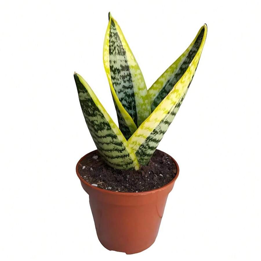Real Snake Plant Sansevieria Trifasciata Superba Seeds Low Maintenance ...