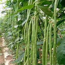 Gift 500pcs 100pcs Yard Long Bean Seeds, Asian Vegetables, Long Beans ...