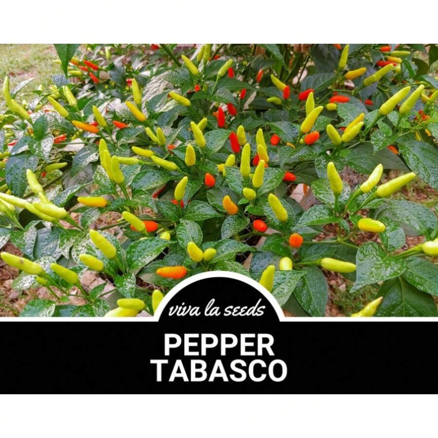 Pepper, Tabasco 150 Seeds Easy To Grow Heirloom NonGMO Capsicum ...