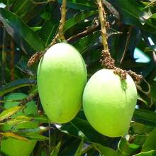 Green Mango Seeds, Rare Colored Mangoes, Edible Sweet Fruits, Are An ...