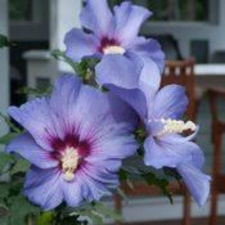 Rare And Beautiful Cold Hardy Hibiscus Potted Seeds For Planting ...