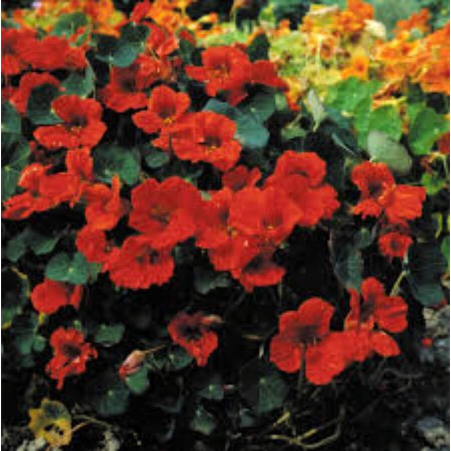 Trollius Chinensis Seeds For Planting Non-GMO Vine Flower Seeds With ...