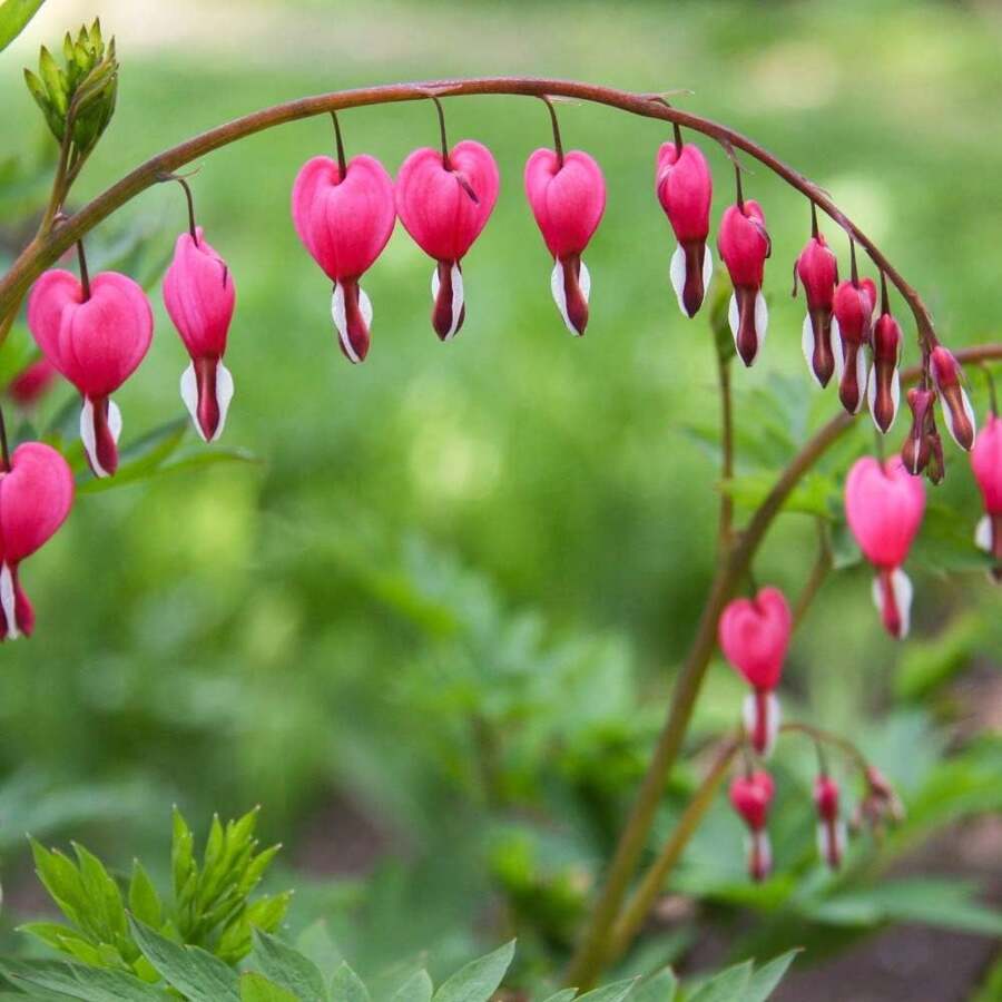 125pcs Pink Bleeding Heart Rare Seeds For Planting- Unique Flower ...