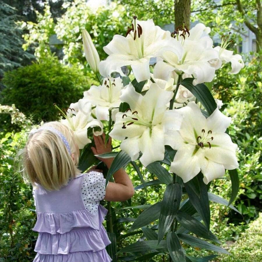 Vegetable Farming 115 Lily Flower Seeds - Surprisingly Tall Lily Stem ...