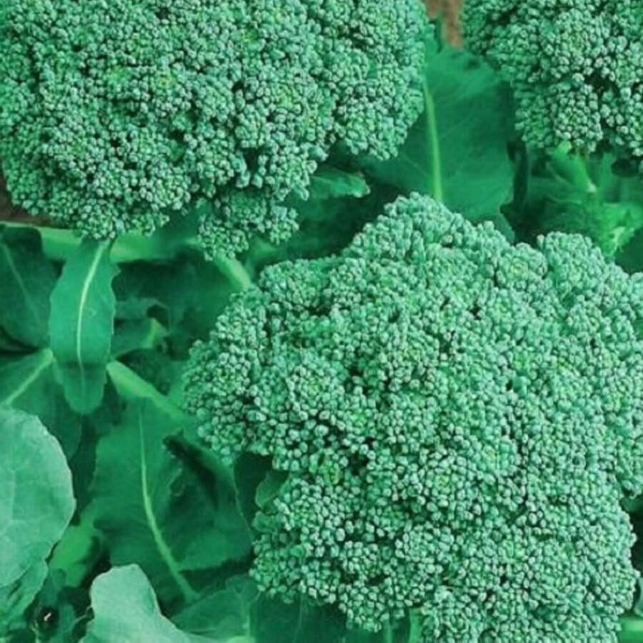 Broccoli Seeds | NON-GMO Broccoli Seeds | Fresh Heirloom Garden Seeds ...