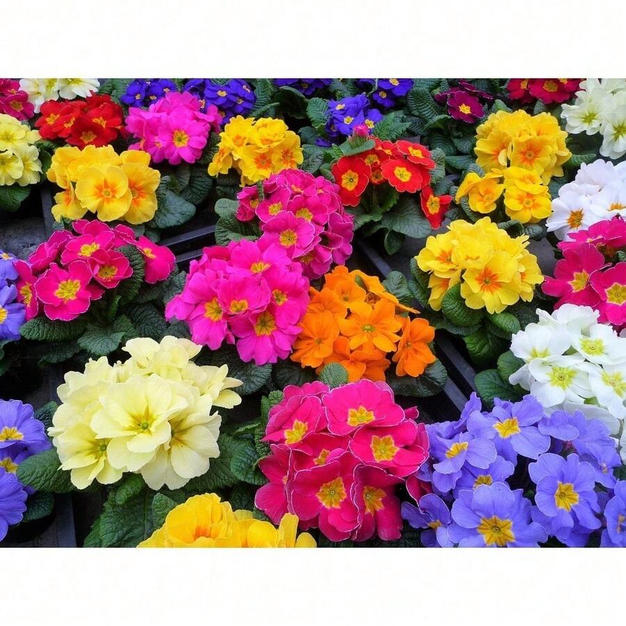 50 MIXED ENGLISH PRIMROSE Primula Vulgaris Acaulis Shade Houseplant ...