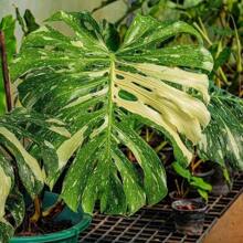 100 Seeds Thai Constellation Monstera - - Monstera Constellation - Extremely Rare Houseplant ...