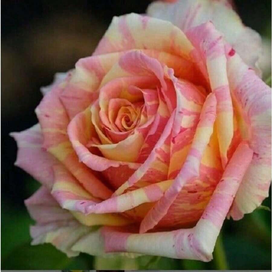 500 pezzi di semi di rosa rosa giallo rosa, semi per S, stelo di fiori ...