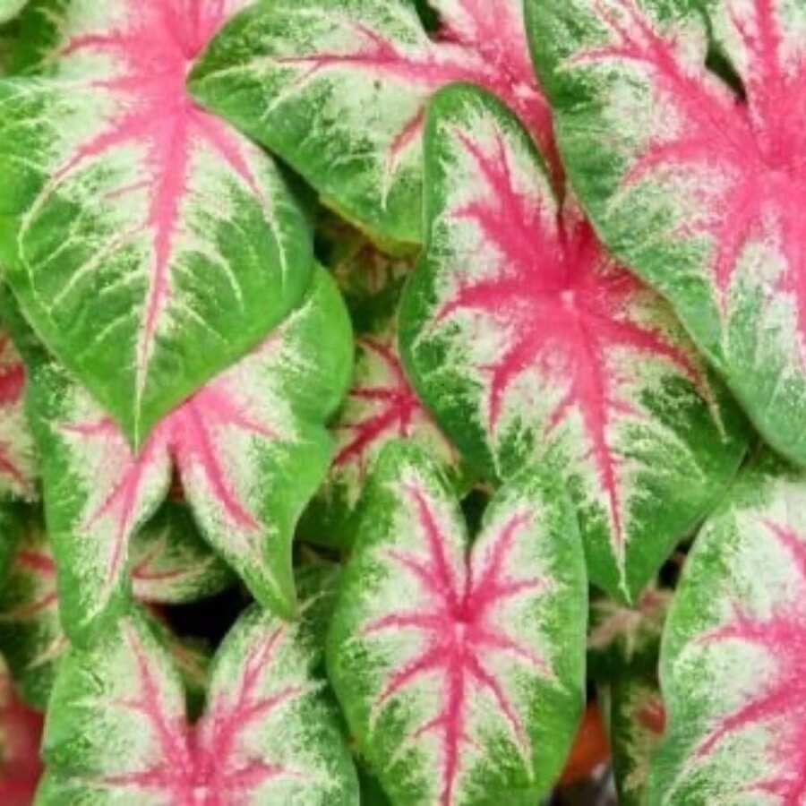 10 Kathleen Caladium Bulbs For Planting - Perennial Hosta, Elephant ...