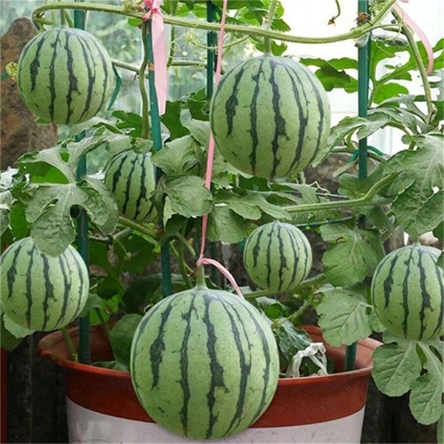 150 semillas de melón rojo oscuro para plantar, variedad tradicional de ...