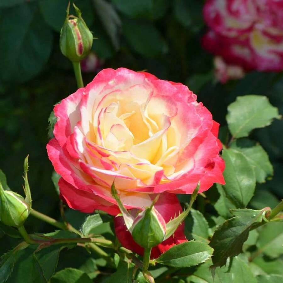 Plant FlowersGARDEN Hybrid Tea Rose Rosa Double Delight Shrub Roses 41 ...