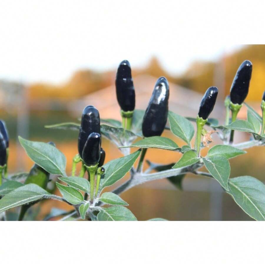 100 Rare Black Eyed Snake Chili Peppers. 30 Freshly Picked Seeds Cost ...