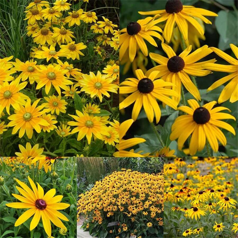 Garden Plant Seed Flower Seed Rudbeckia Laciniata Black Or Brown Eyed ...