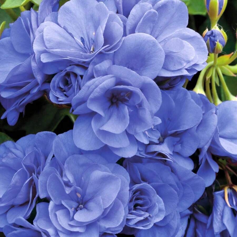 Blue Zonal Geranium-Geraniums, Cranesbills 100 Seeds Hardy Native ...