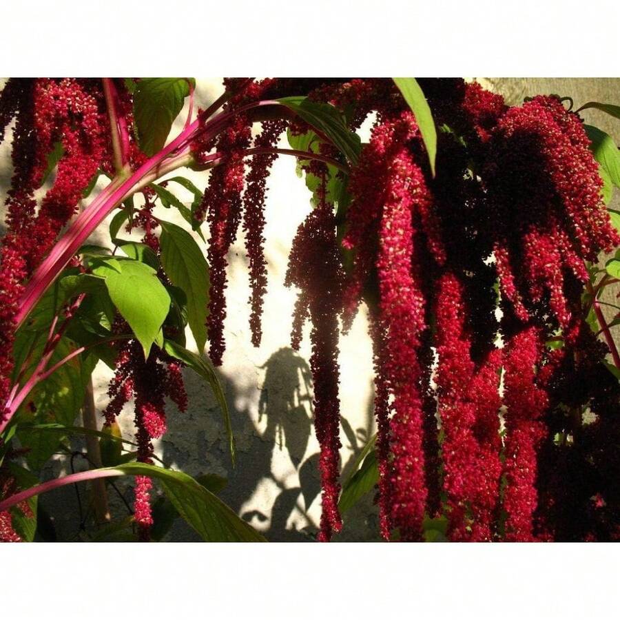 Foxtail Amaranth Amaranthus Caudatus Seeds For Planting 1000 Seeds Red Tailed Amaranth Exotic ...