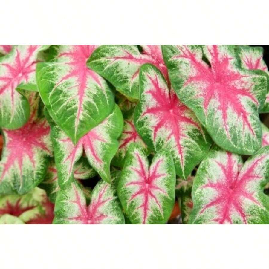 150 Catherine Caladium Seeds (Suitable For Planting) - Perennial Hosta ...