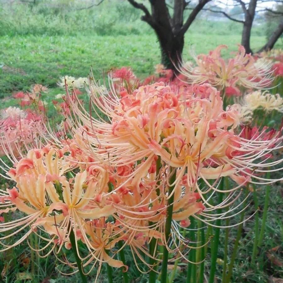 Seeds 2 Lycoris Radiata B-Ulbs FW95218-8 | SHEIN USA