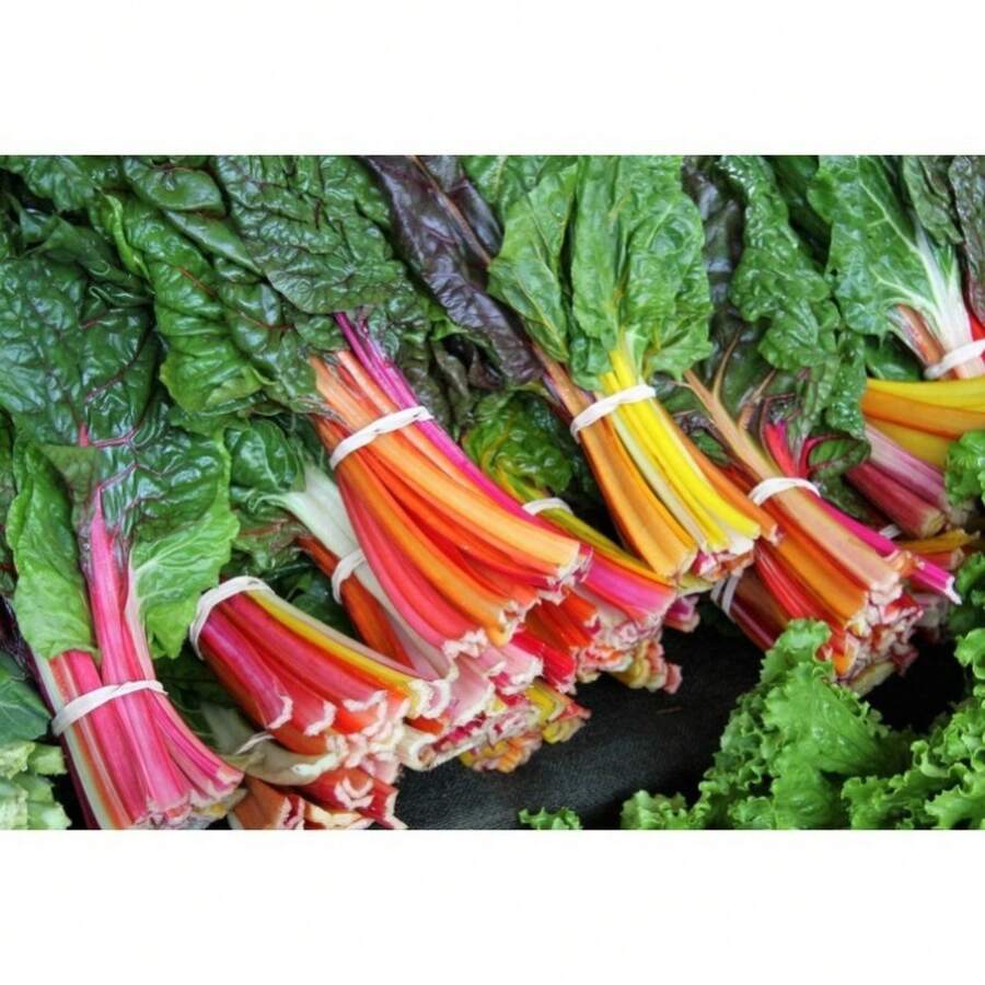 150 Rainbow-Colored Swiss Sugar Cane Mixed Beta Vulg Vegetable Seeds ...