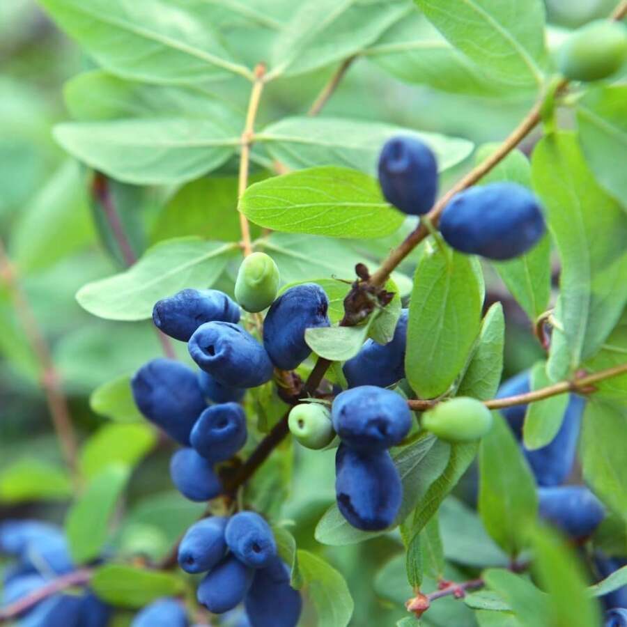 200 Honeyberry Raspberry Seeds For Planting Blue Honeyberry Haskap ...