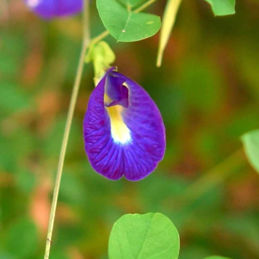 Semi di pisello farfalla lilla Clitoria Ternatea, pianta rampicante ...