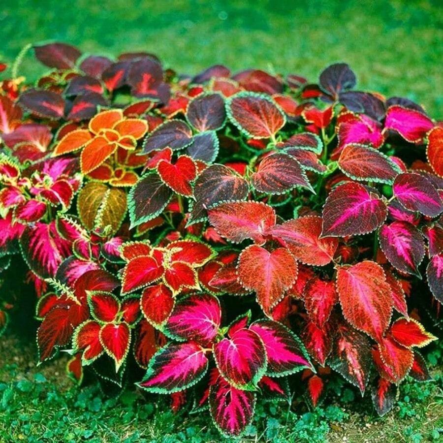 Rare Mixed Coleus Seeds - 100+ Rainbow Coleus Blumei Perennial For ...