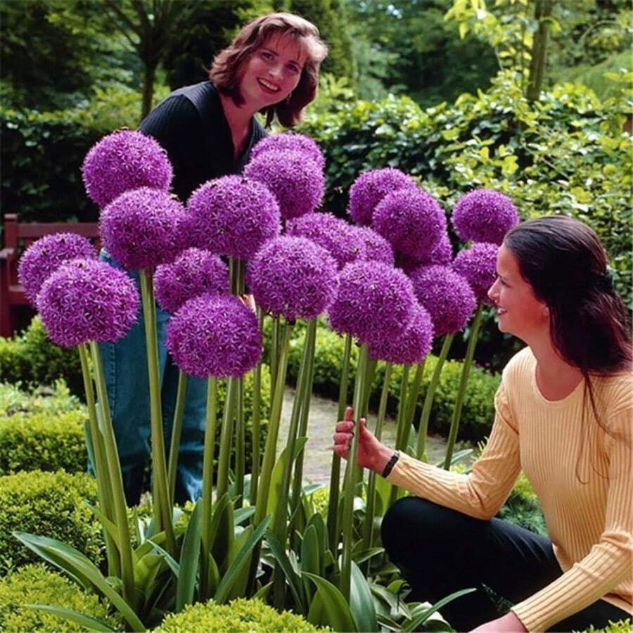 Allium Giganteum Seeds Ornamental Onion Rabbit & Deer Resistant Drought ...