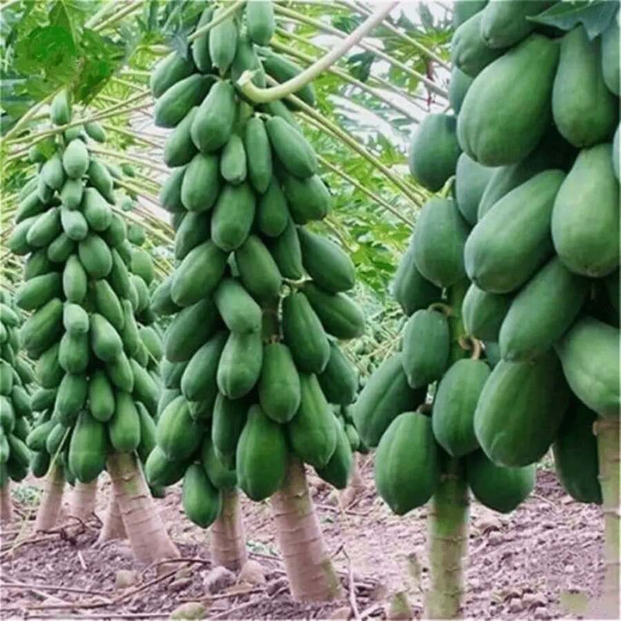 Dwarf Papaya Seed Sweet Fruit Tree Gardening Grows In Just Weeks Low ...
