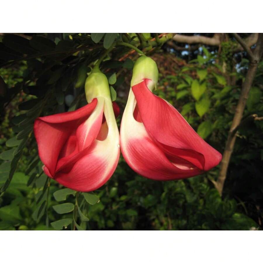 Seeds Bulk Tree Seeds | SHEIN USA