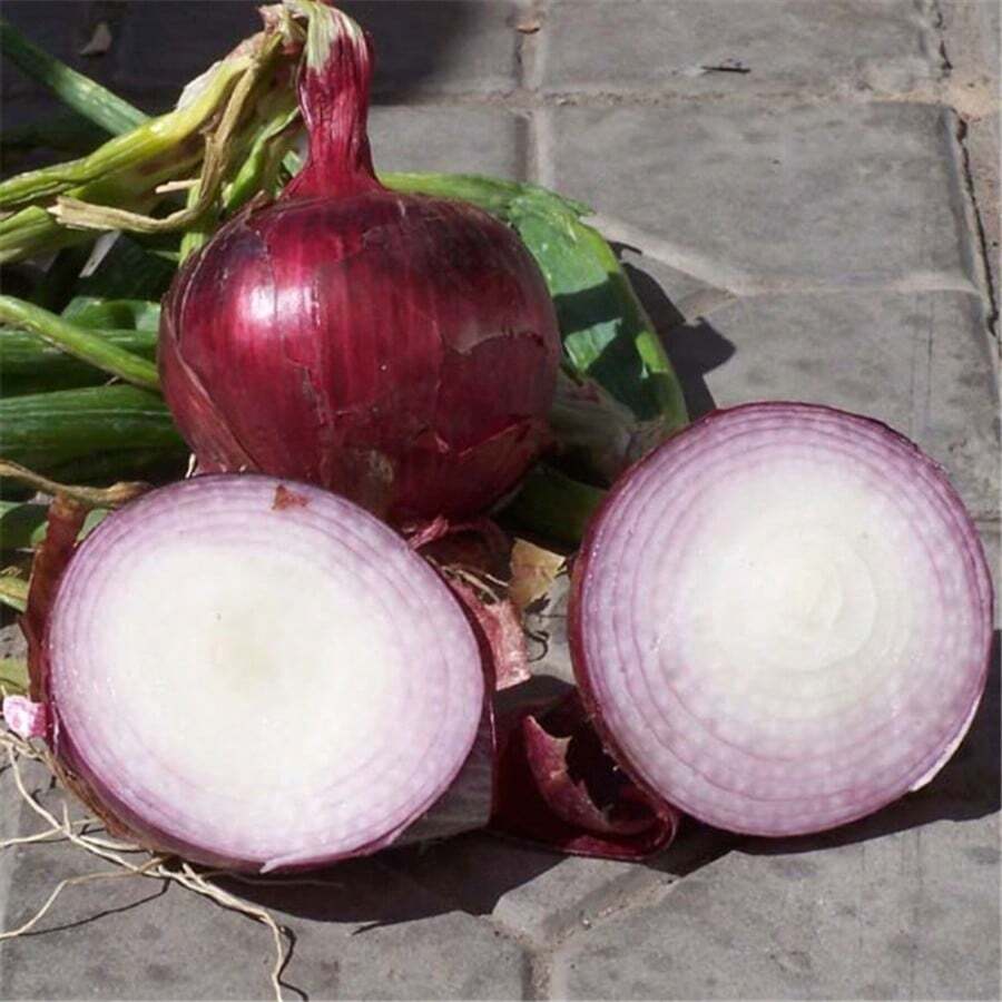 Onion Seeds High Yield Purple Skin Red Skin Yellow Skin Seeds Round ...