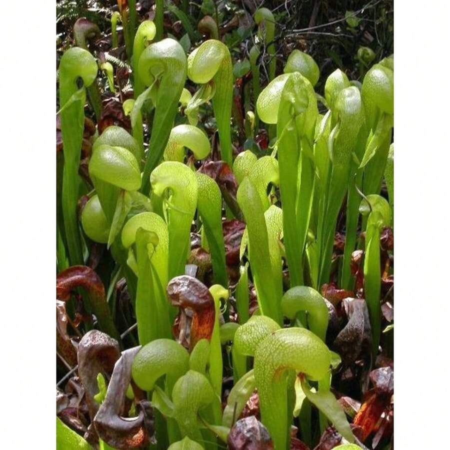 Seeds OrganicGift 500Pcs 20 Cobra Lily Seeds Darlingtonia Californica ...