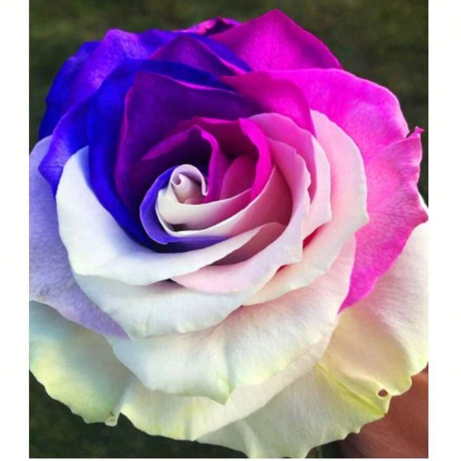 200 Rare Multi-Colored Rose Bushes | SHEIN USA