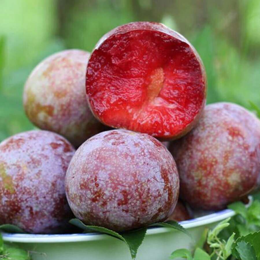 10 Traditionelle Pflaumen aus dem Changsheng-Baum, gentechnikfreie ...