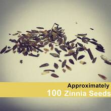 Flower Seeds Bulk 100 Zinnia Seeds For Planting Garden Flower Seeds ...