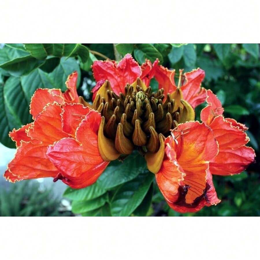 200 graines d'arbre de magnolia africain lily spatho. campanulata ...