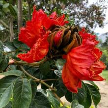 200 graines d'arbre de magnolia africain lily spatho. campanulata ...