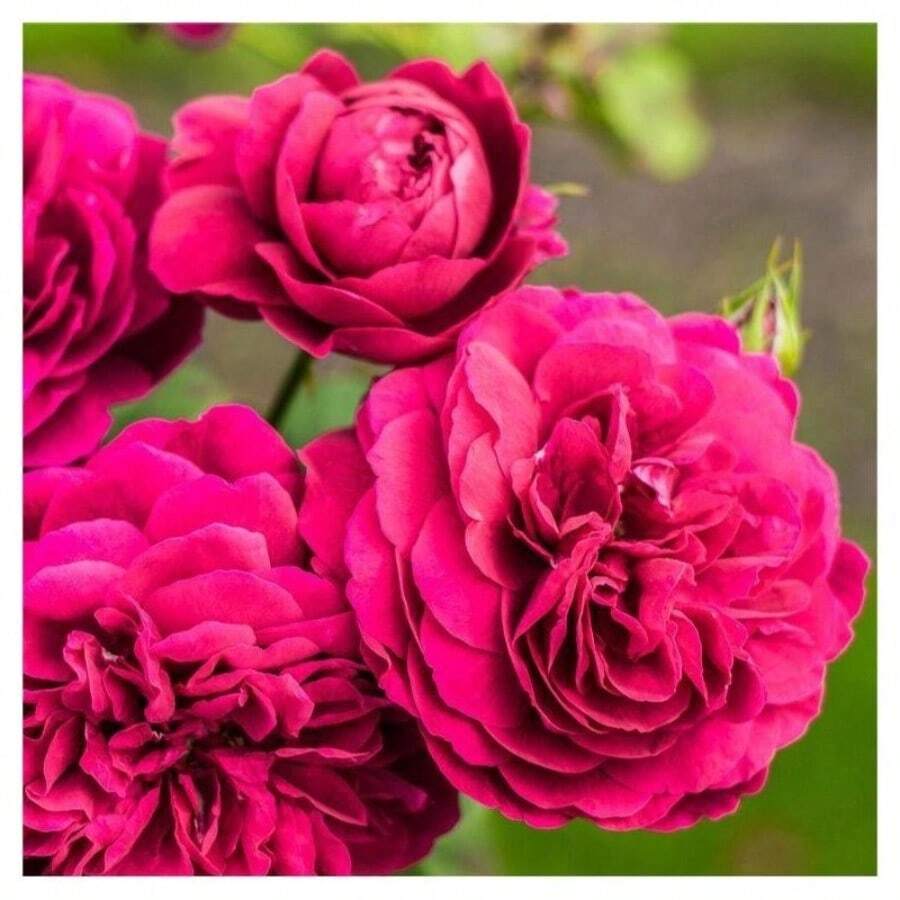 172pcs Red Climbing Rose Vine Seeds Allow Vibrant Red Flowers To Pour ...