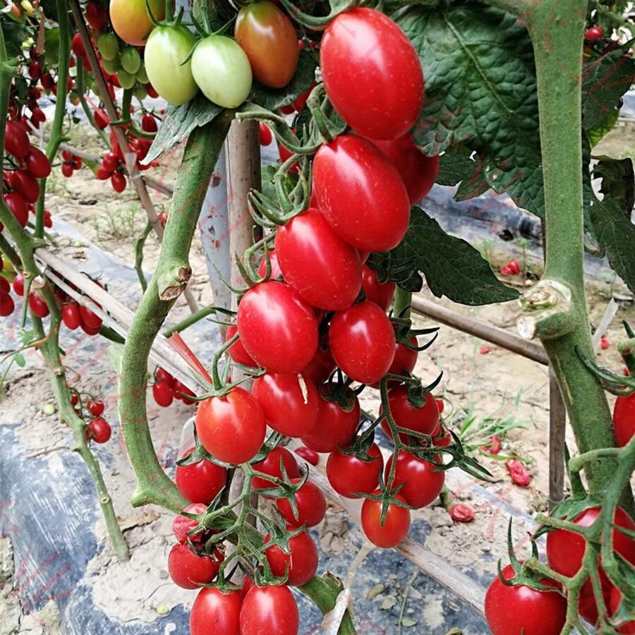 Cherry Tomato Seeds Tomato Seeds Small Tomato Seeds Limited Unlimited ...