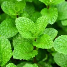 1000 Types Of Mixed Seeds, Long Leaved Mint Grass, Non Genetically ...