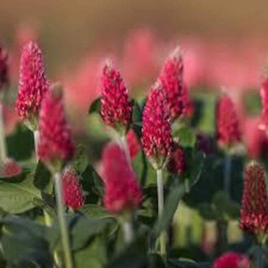 Non-Local Variety Of Purple-Leaf Clover Trifolium Incarnatum 50 Seeds ...