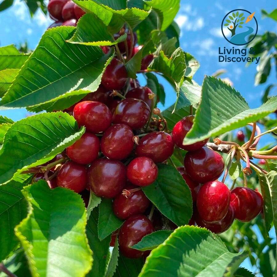 Rain Cherry Tree Live Plant, 18-20 Inches Tall, Sweet Cherry Fruit Tree ...