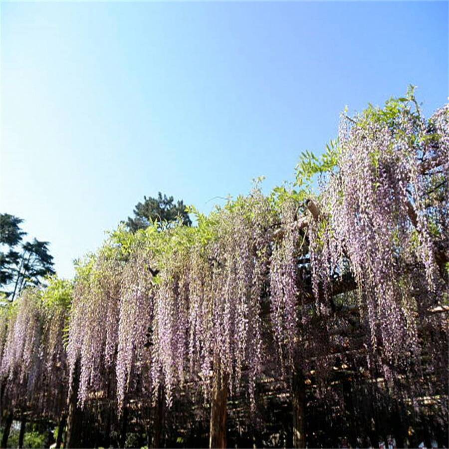 The Magnificent Blue Moon Gesneria Tree Plant Contains 8 Seeds And Its ...