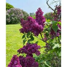 50 Lila Samen Blühen Mehrjährige Blumen Duftende Samen Blumenstrauch ...