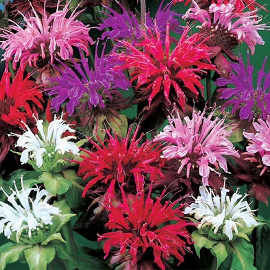 Heirloom Monarda Didyma Bee Balm Lemon Hummingbird Mint Garden Seeds ...
