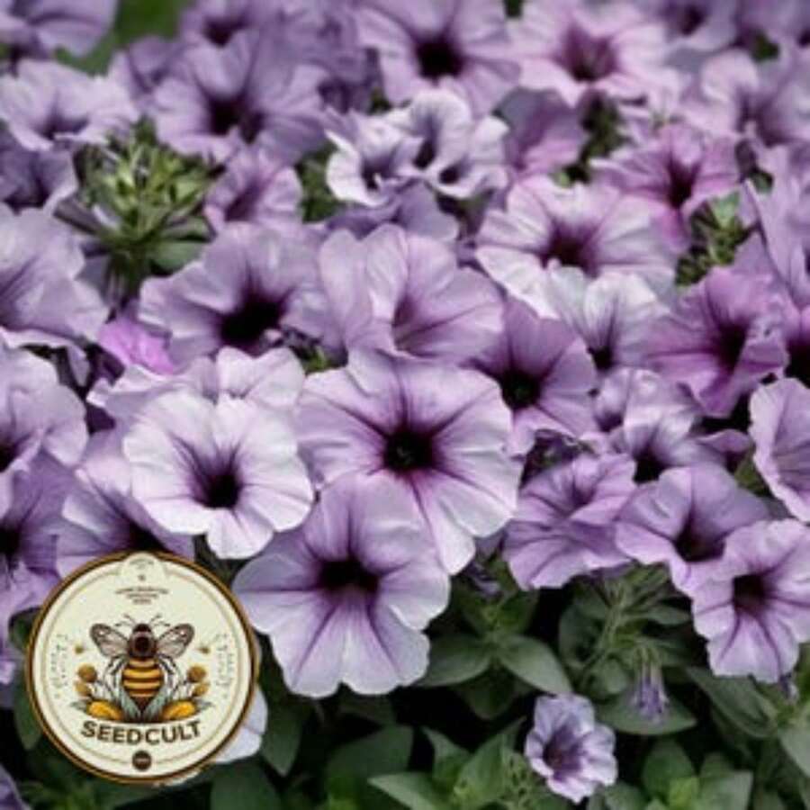 Madness Plum Crazy Petunia 25 Seeds, Pelleted For Easier Sowing And ...