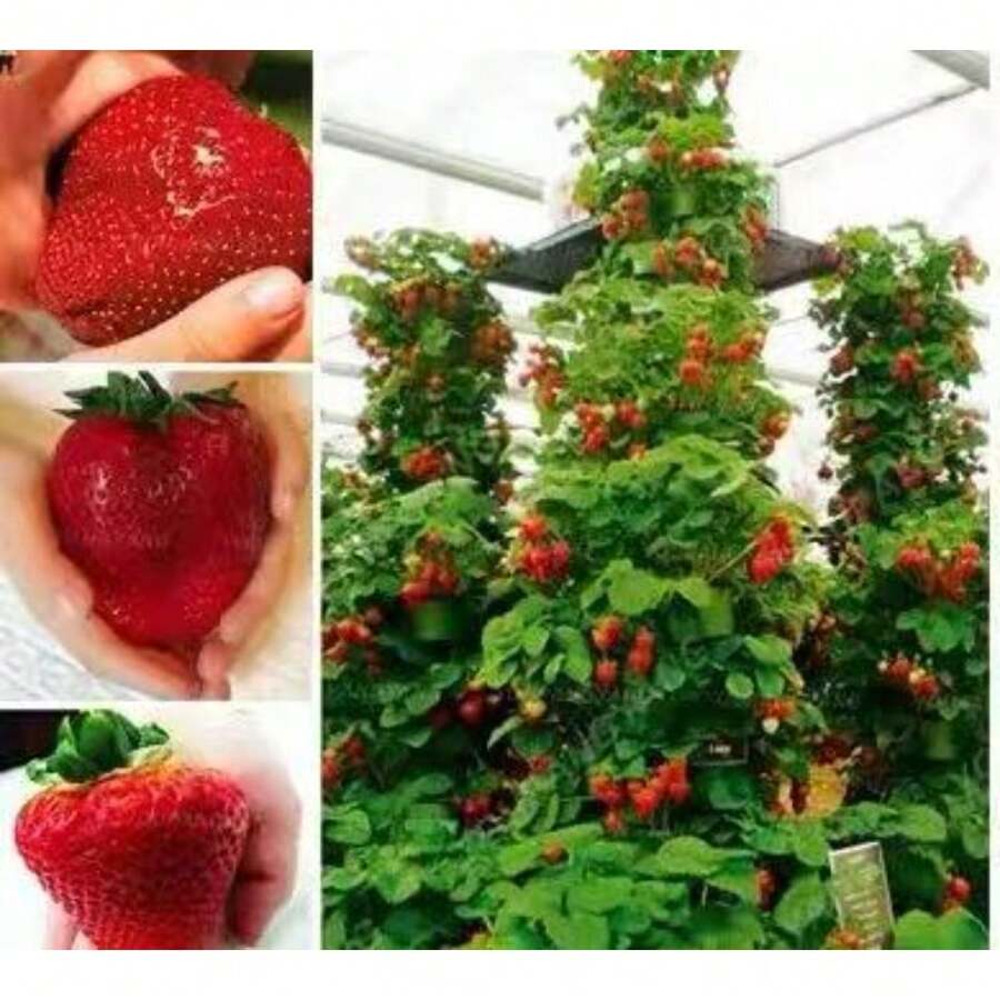 300 Red Climbing Strawberry Seeds Everbearing Fruit For Gardens ...