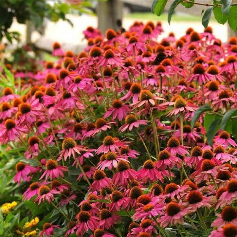 178pcs Echinacea Seeds Cone Flower Seeds Echinacea Pow Wow Wild Berry ...