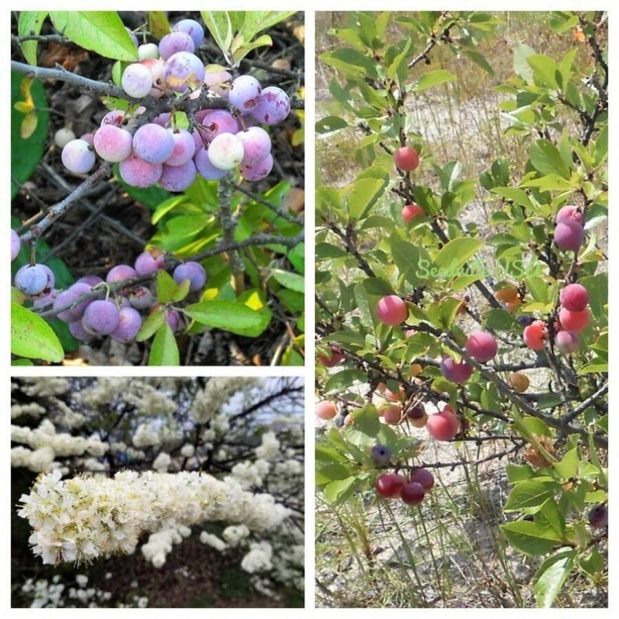 5 Beach Plum Prunus Maritima Native Edible Fruit Trees Shrubs White Wer ...