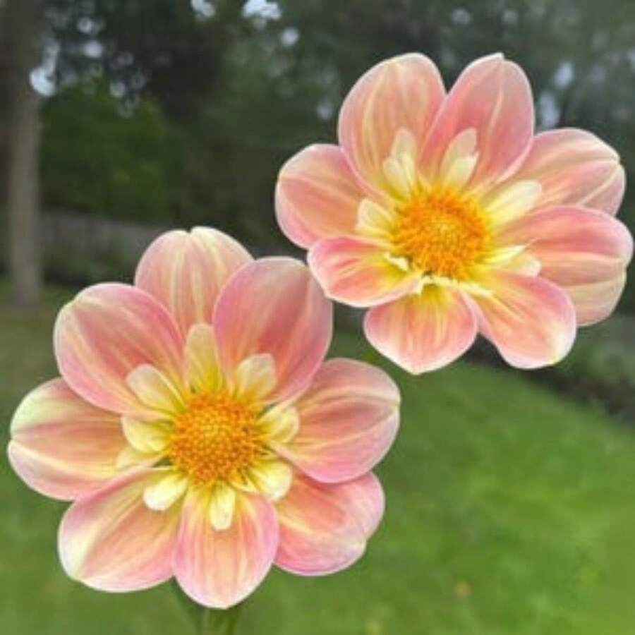 20 Seeds April Heather Dahlia Seeds - Perennial - Flowering - Hybrid ...