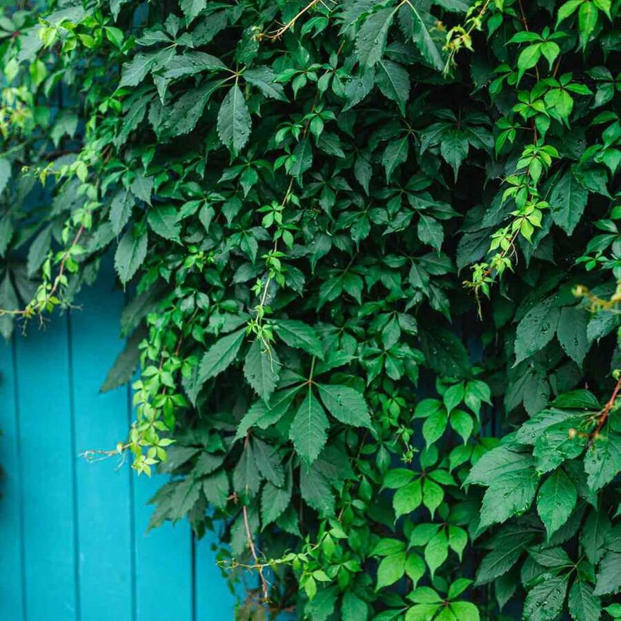 Virginia Creeper Seeds Parthenocissus Quinquefolia Woody Vine ...